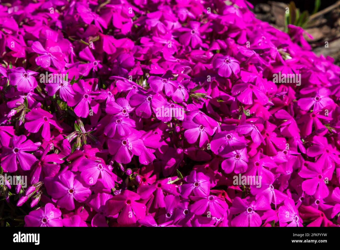 Creeping phlox (Phlox subulata) pink flowers in spring, Hungary, Europe ...