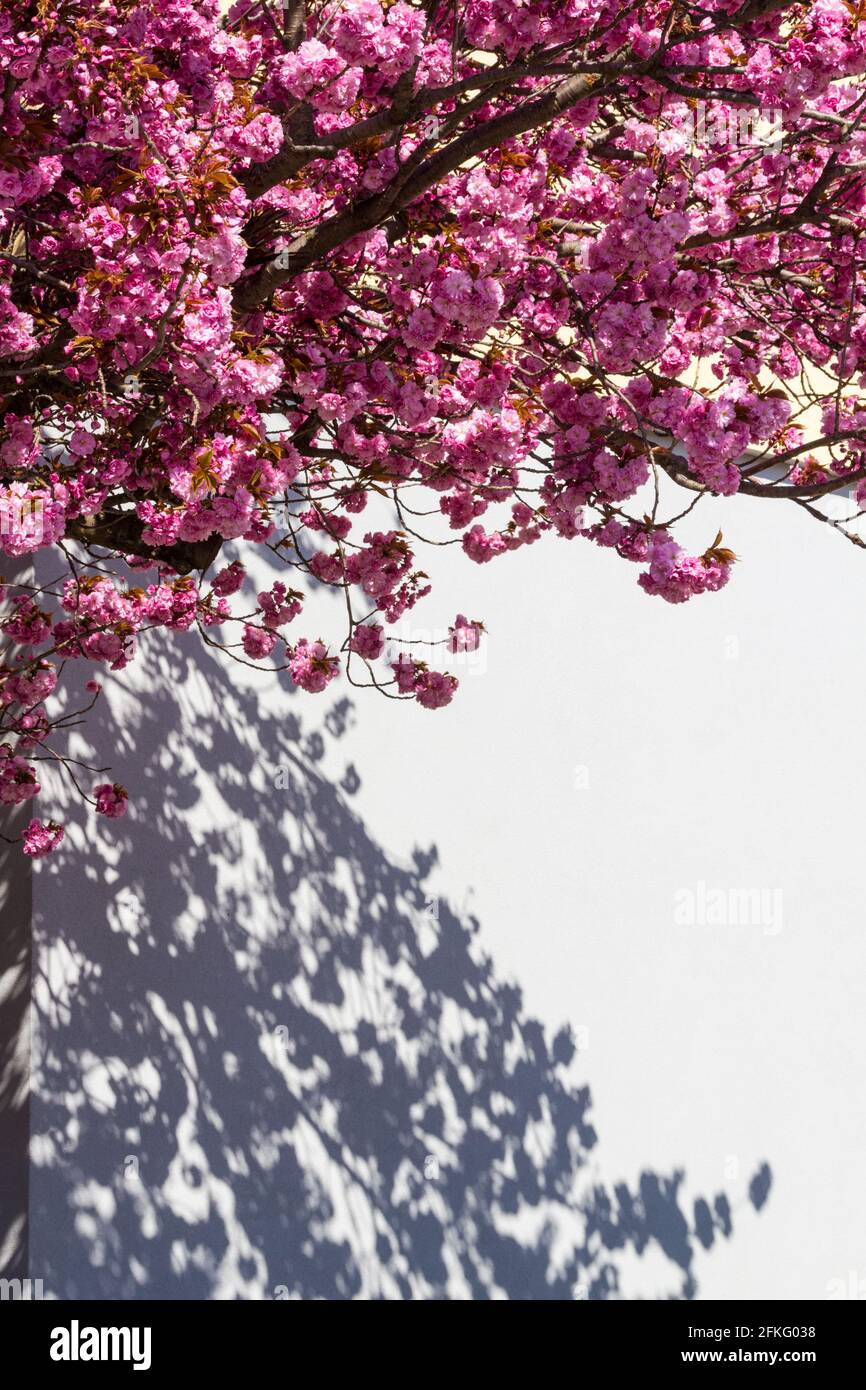 Cherry tree shadow hi-res stock photography and images - Alamy