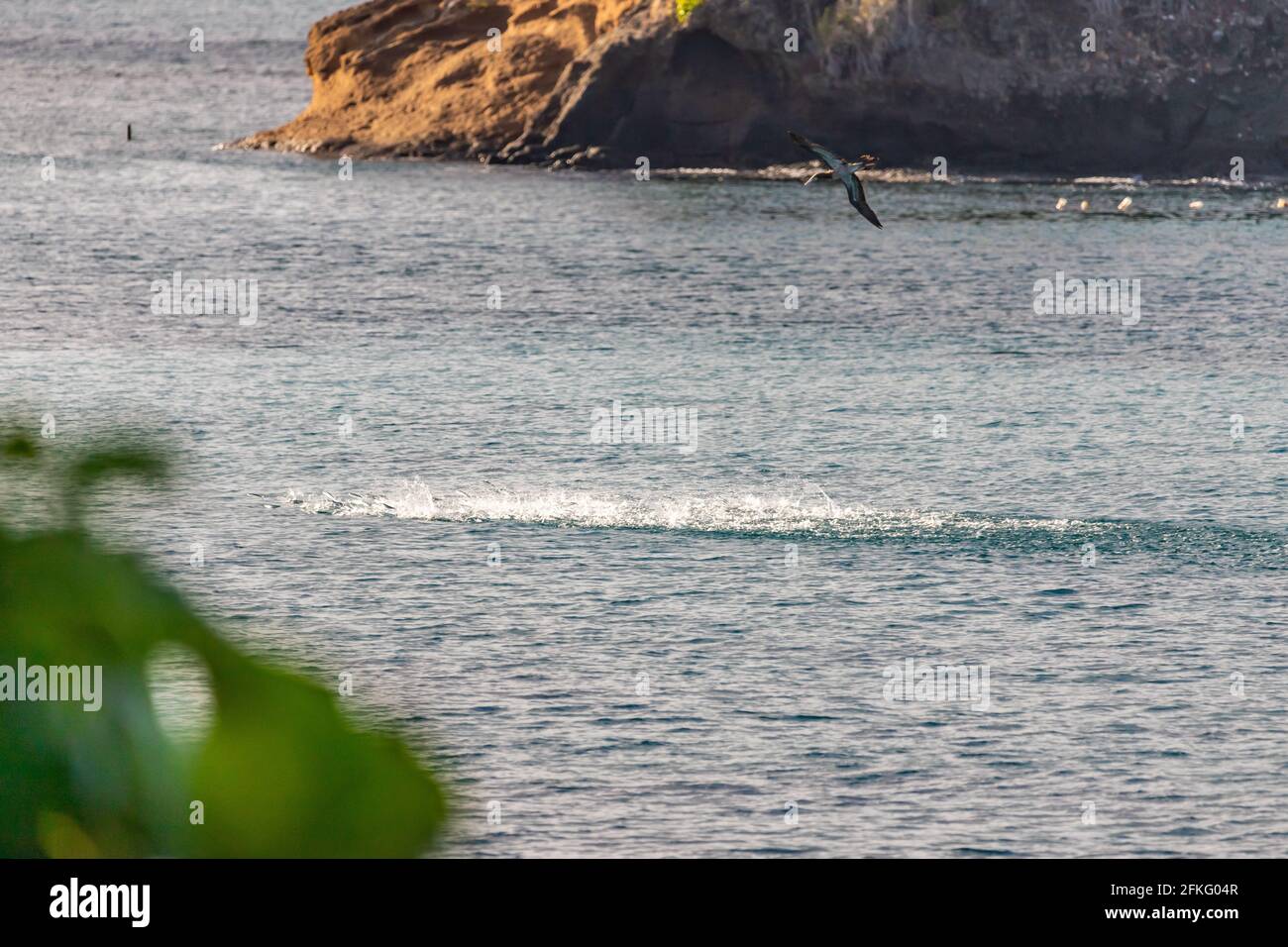 Saint feeding fish hi-res stock photography and images - Alamy