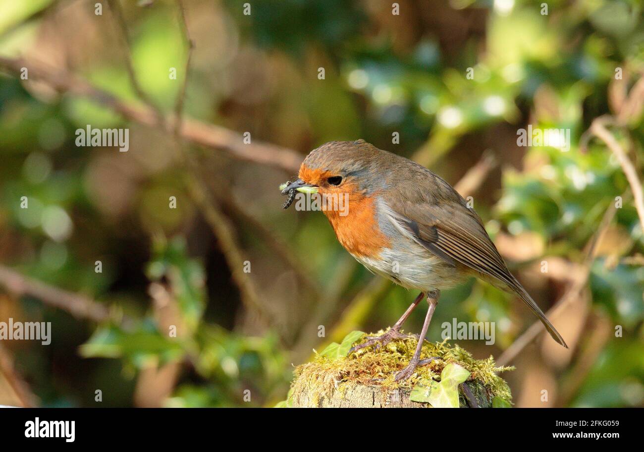 European robin photography hi-res stock photography and images - Alamy