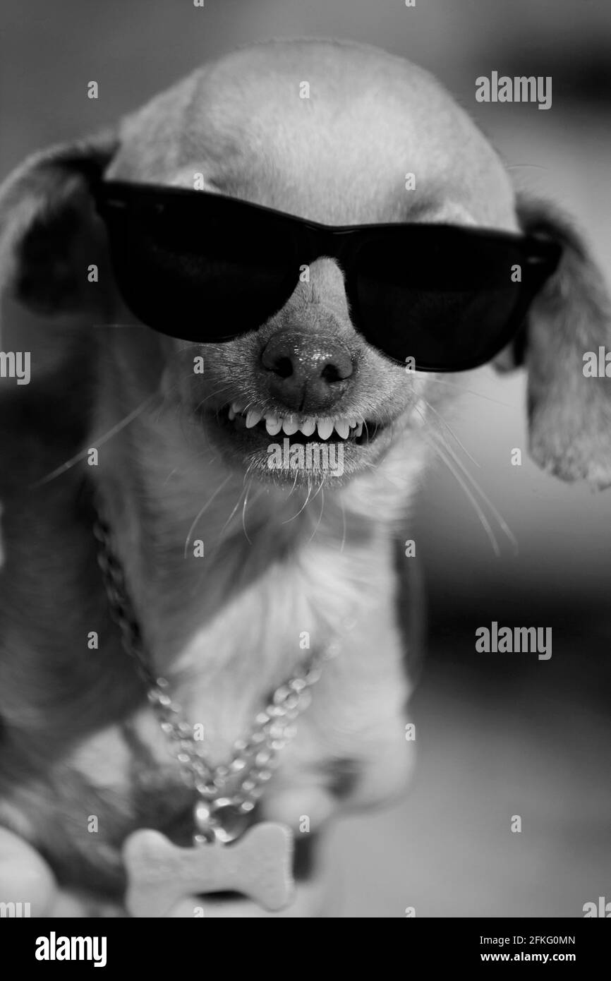 Close view of a domestic dog with a weird smile and dark sunglasses ...