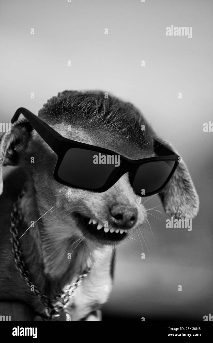 Close view of a domestic dog with a weird smile and dark sunglasses ...