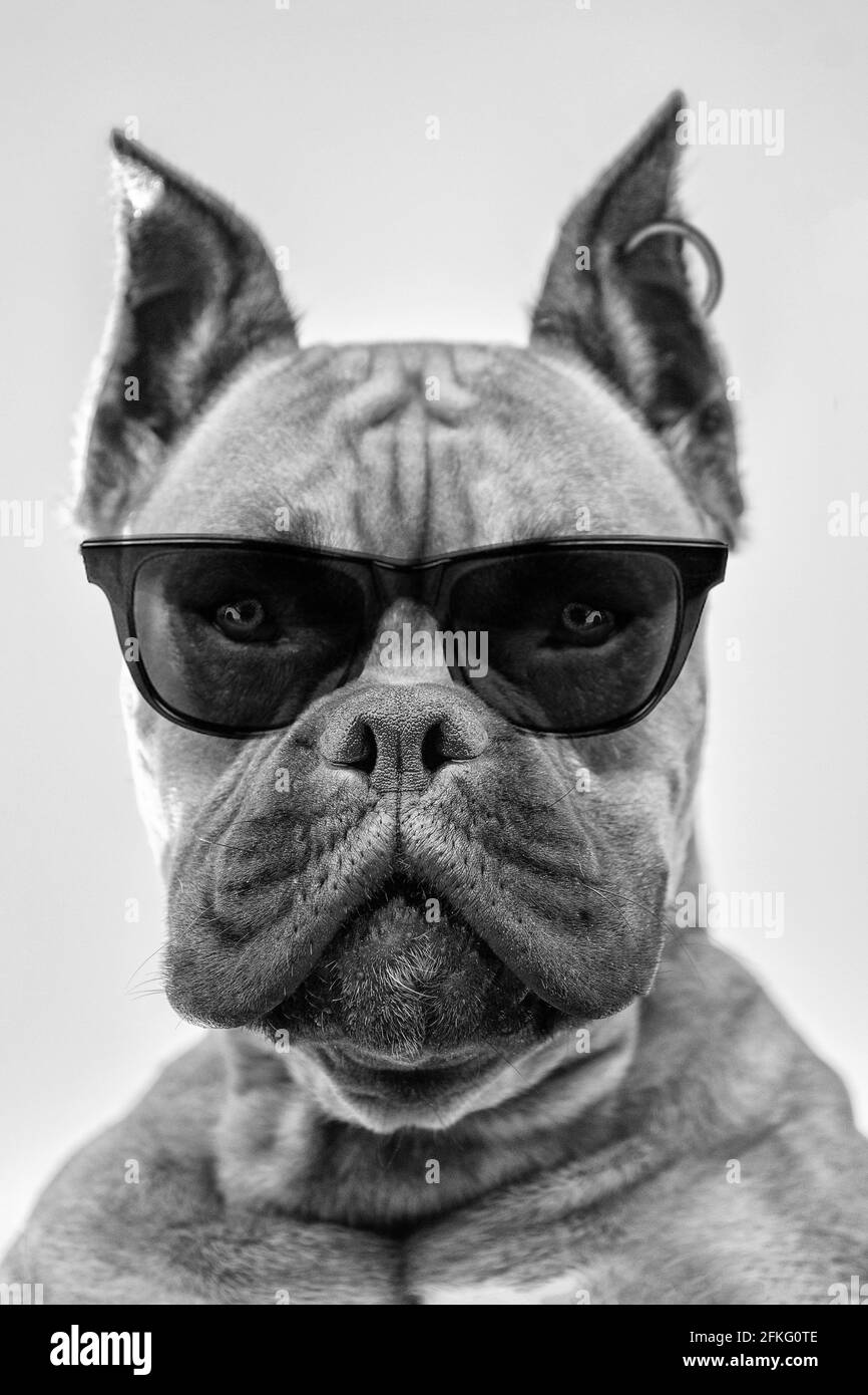 Blue sky breed Black and White Stock Photos & Images - Alamy