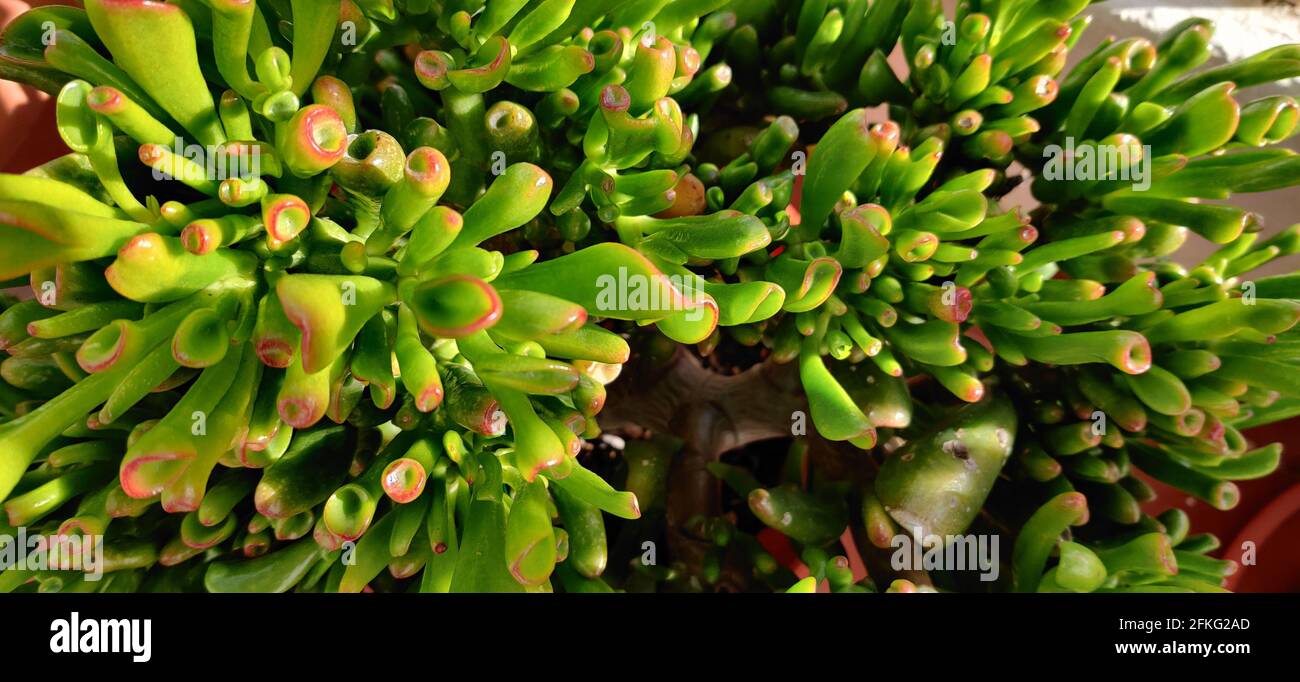Close up on the tubular leafs of a Crassula Ovata Gollum succulant ...
