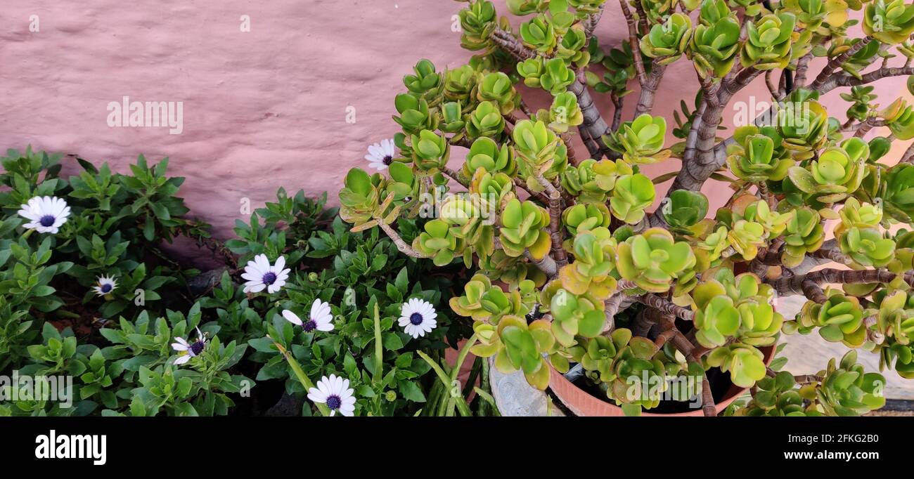 Close up on the leafs of a Crassula Ovata succulant plant on a potted ...