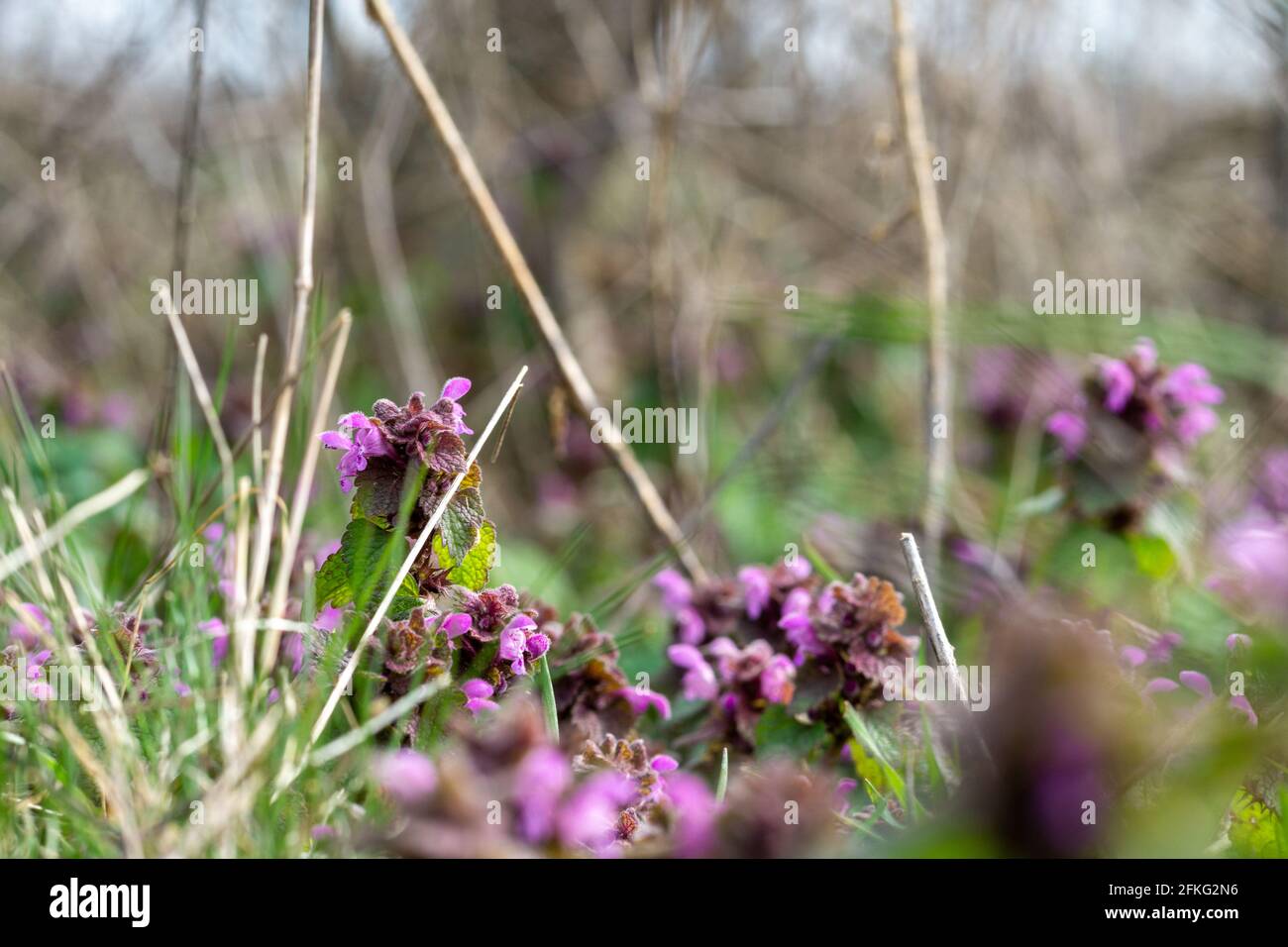 Closeup shot of small purple wildflowers in a field Stock Photo - Alamy