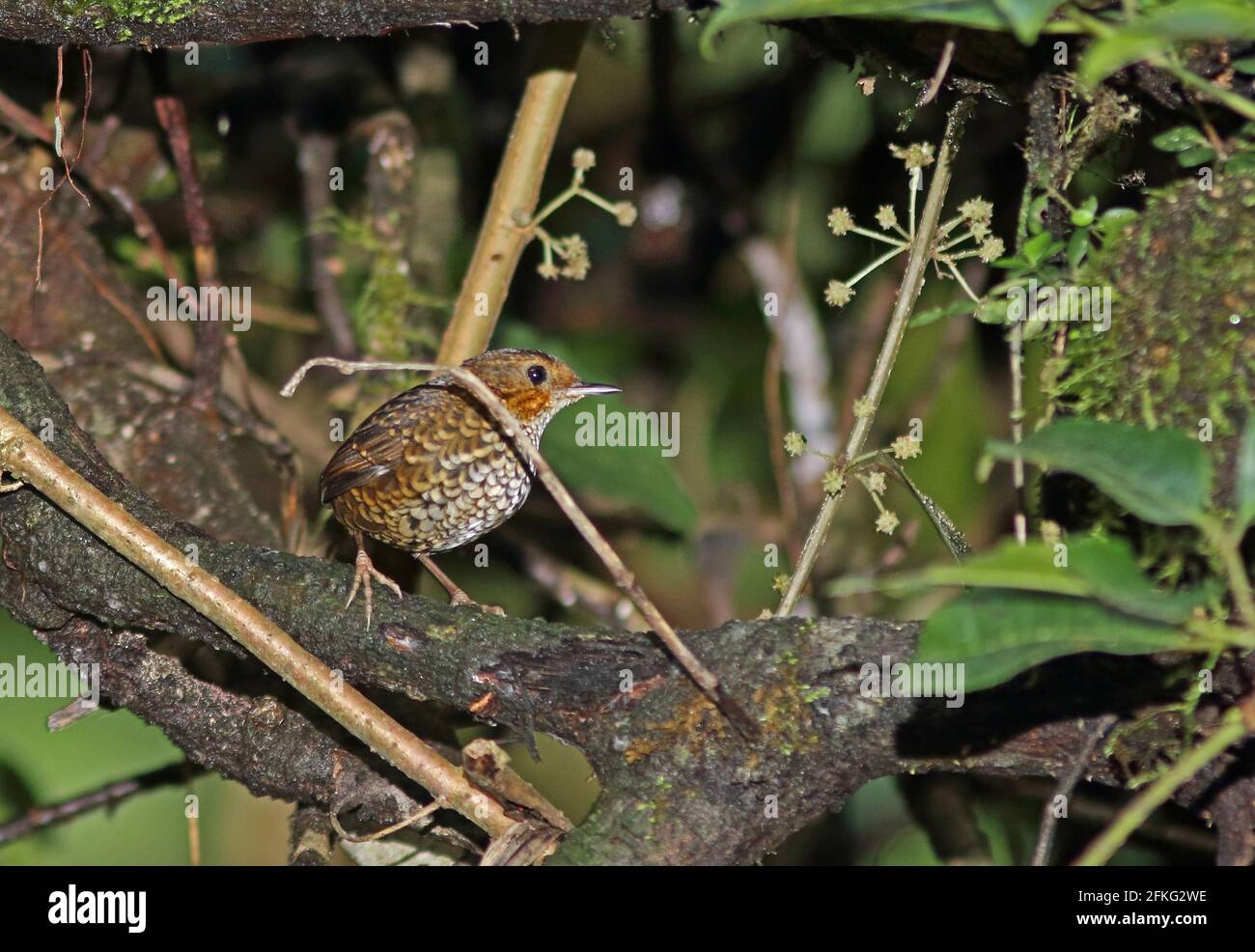 Pygmy Cupwing (Pnoepyga pusilla lepida) adult perched on branch Kerinci ...