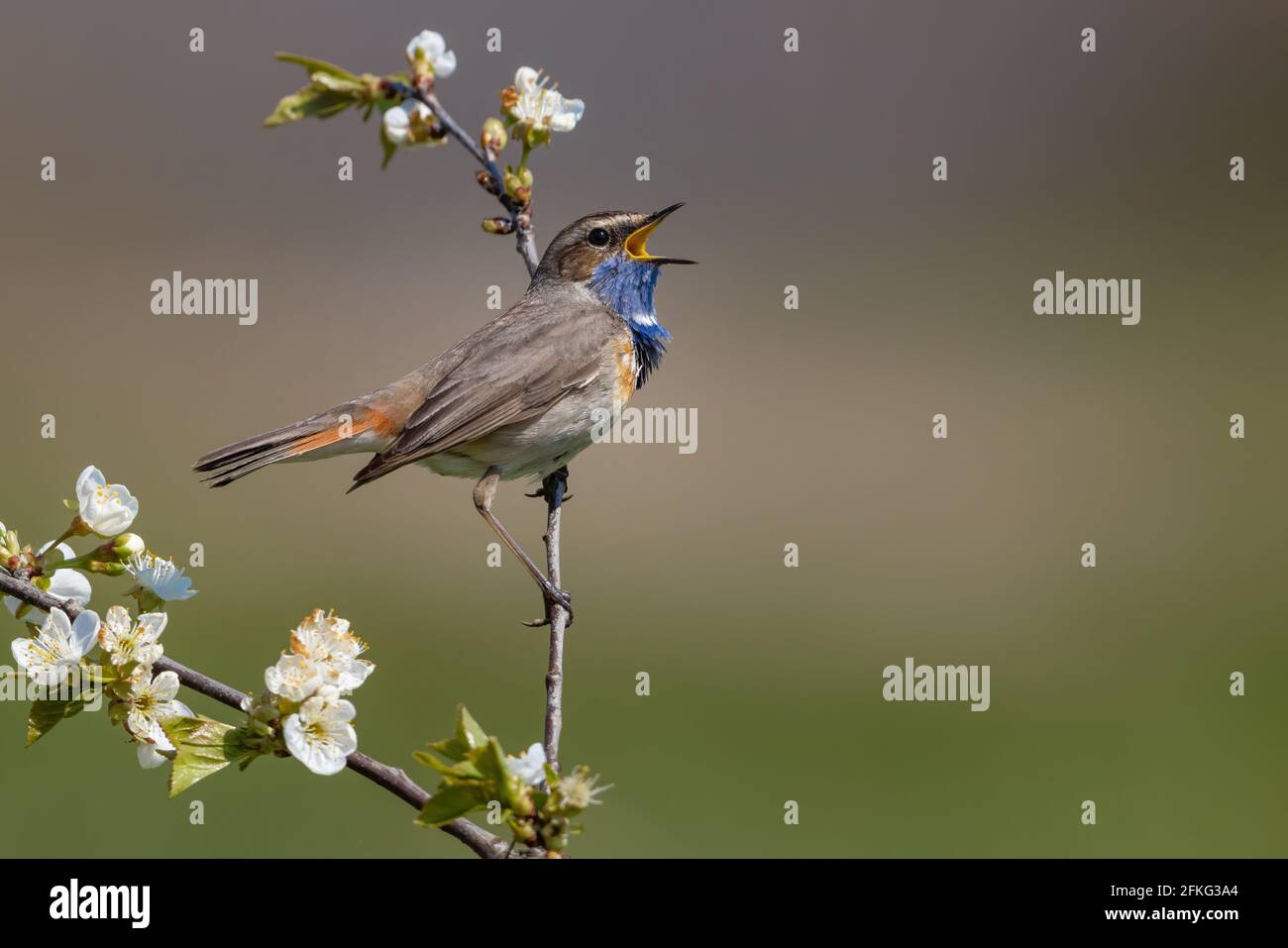 Closeup shot of a march wren bird perched on a tree branch with white ...