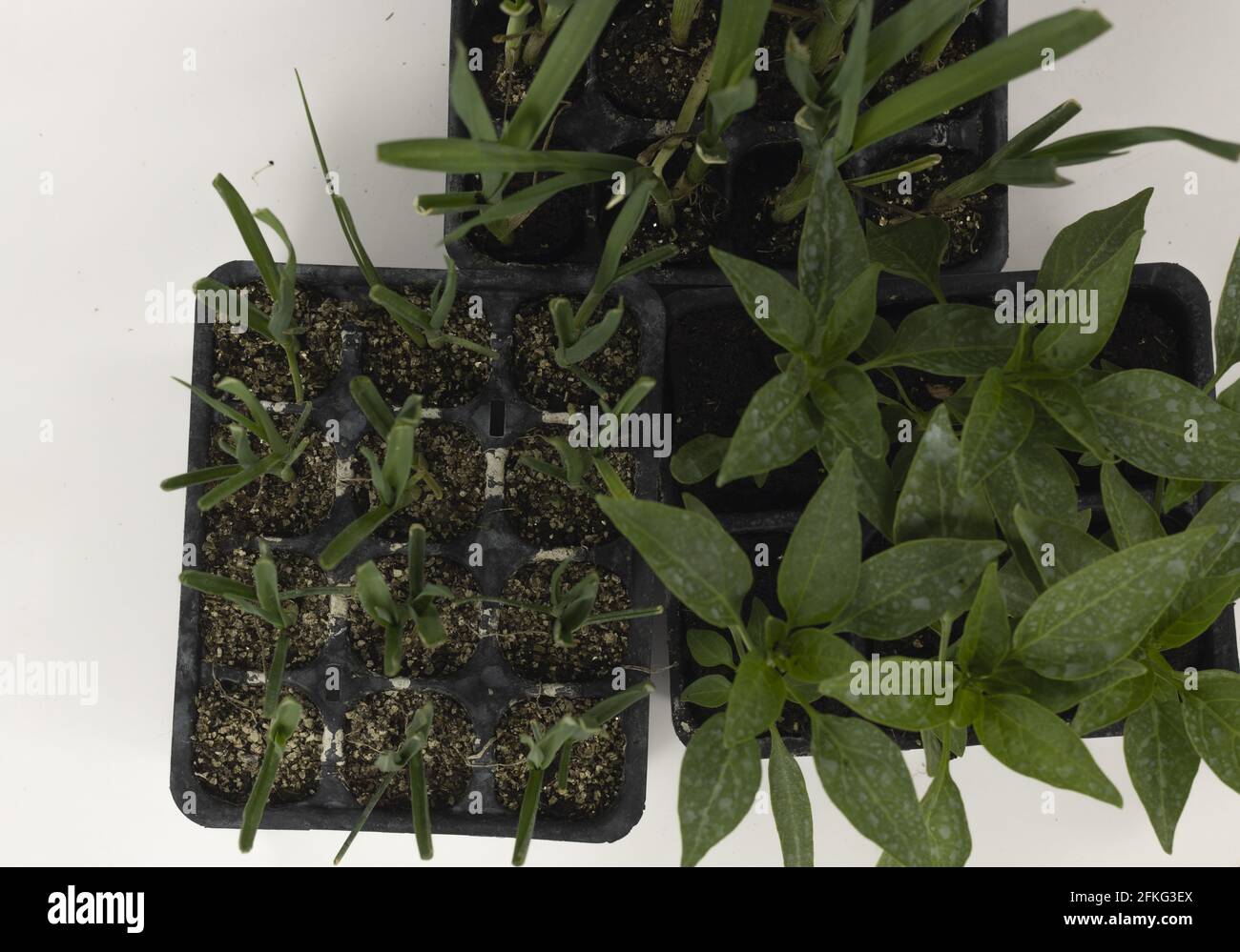 Group of plants to be planted in the orchard Stock Photo - Alamy