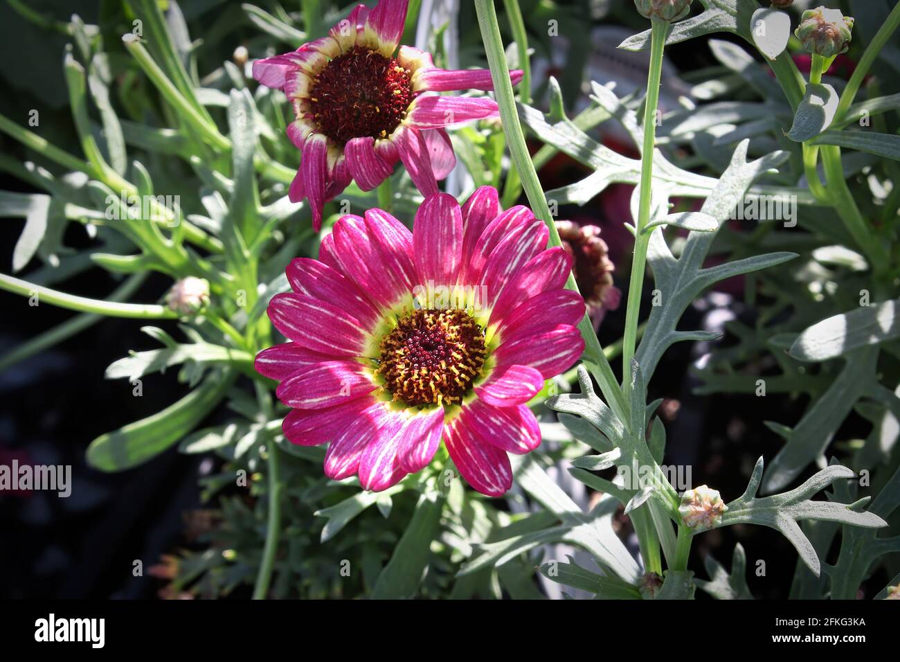 Grandaisy yellow hi-res stock photography and images - Alamy