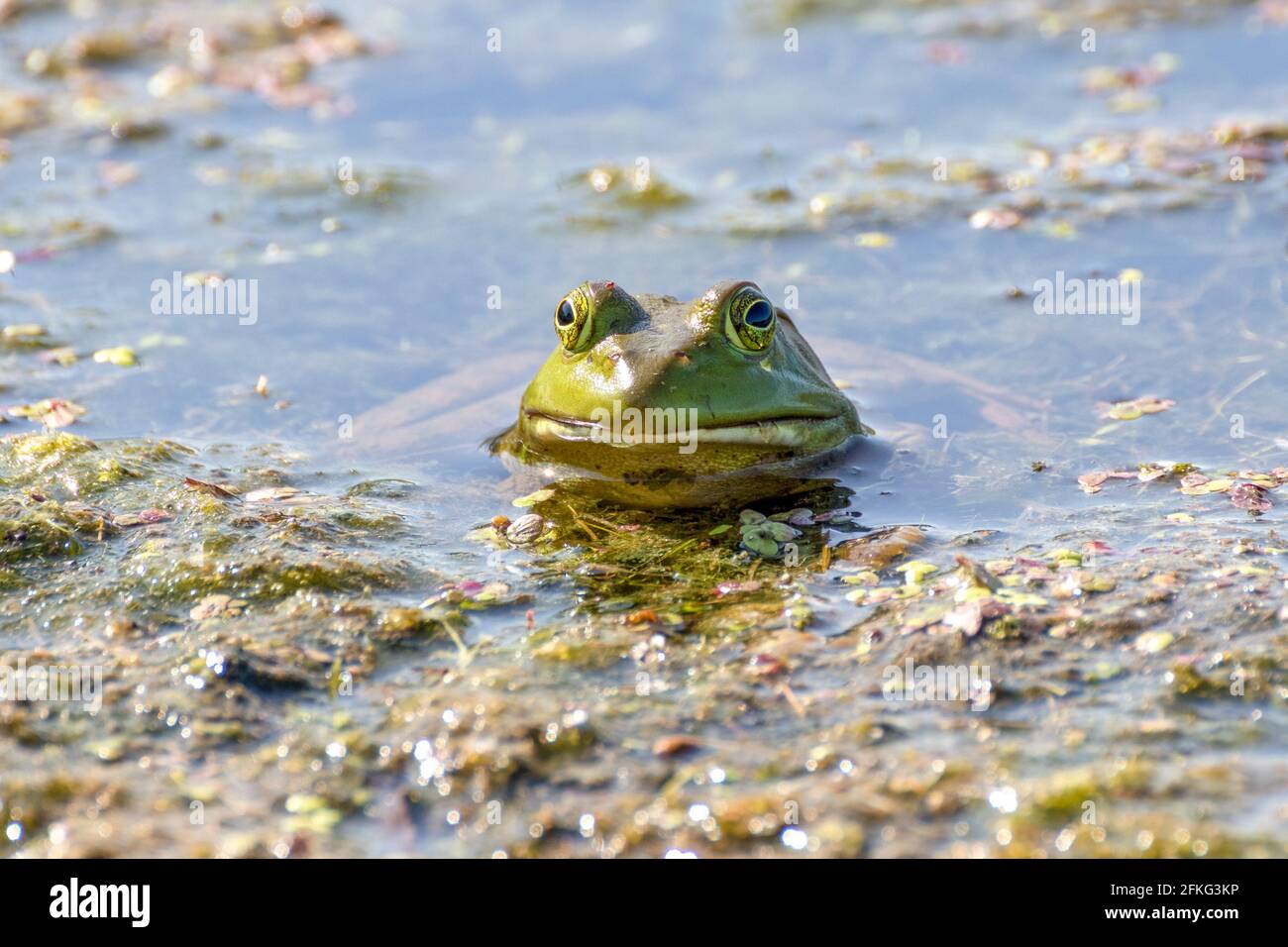 Bullfrog resting in shallow water on a hot day with only its face ...