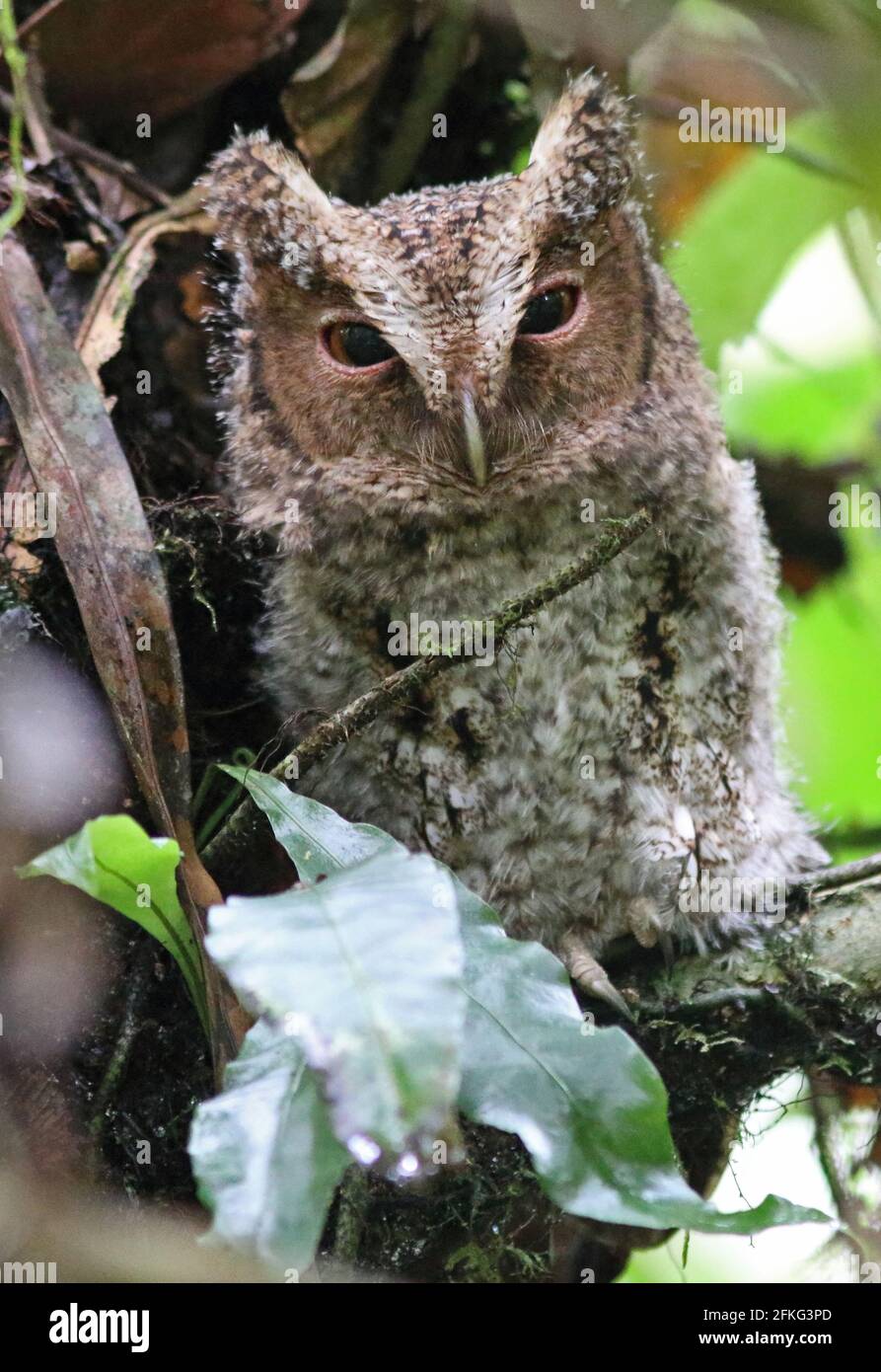 Indonesia scops owl hi-res stock photography and images - Alamy