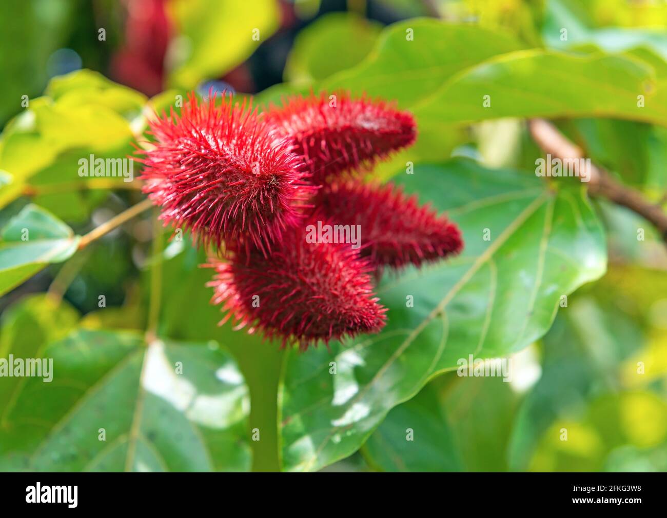Bixa Orellana with fruit, source of natural orange red condiment ...