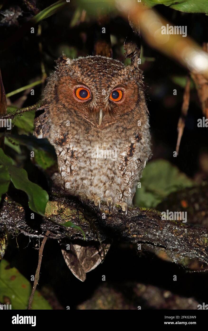 Indonesia scops owl hi-res stock photography and images - Alamy
