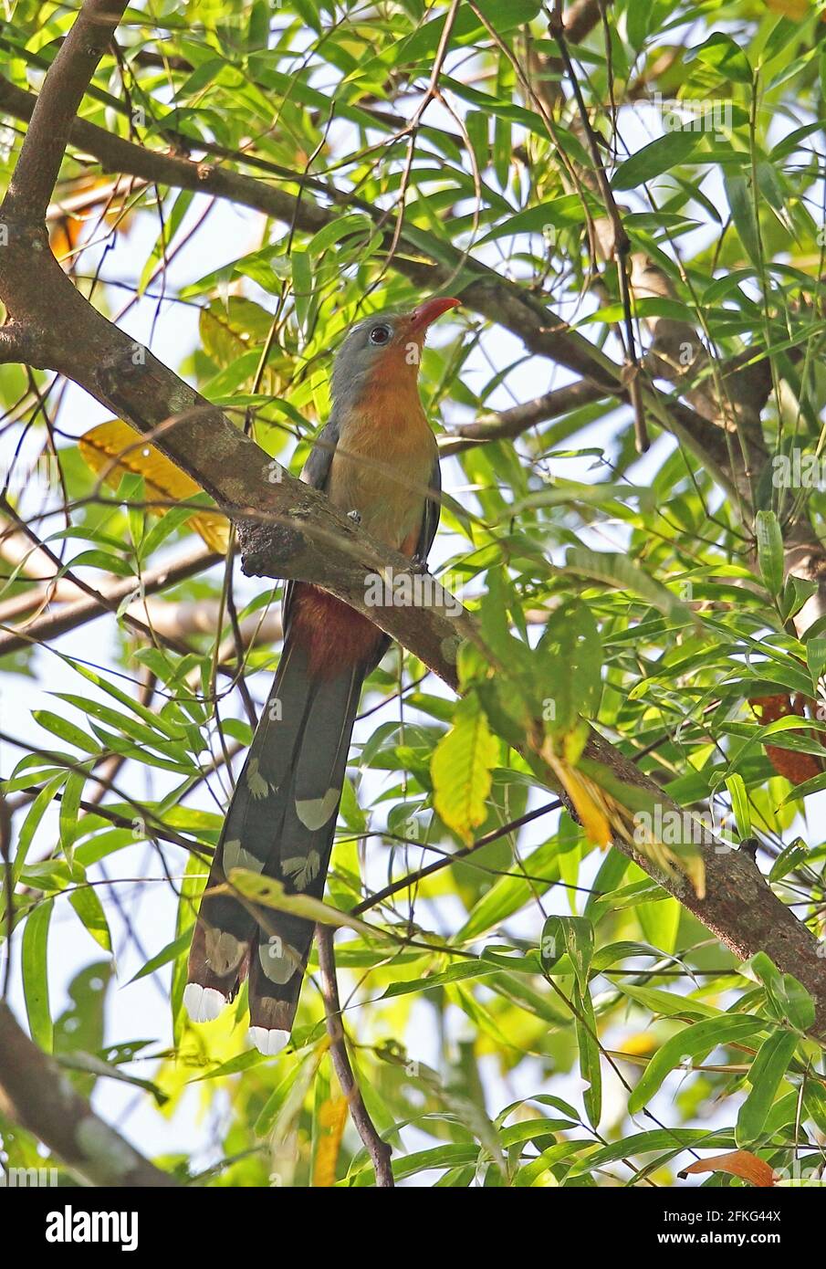 Red-billed Malkoha (Zanclostomus javanicus pallidus) adult perched on ...