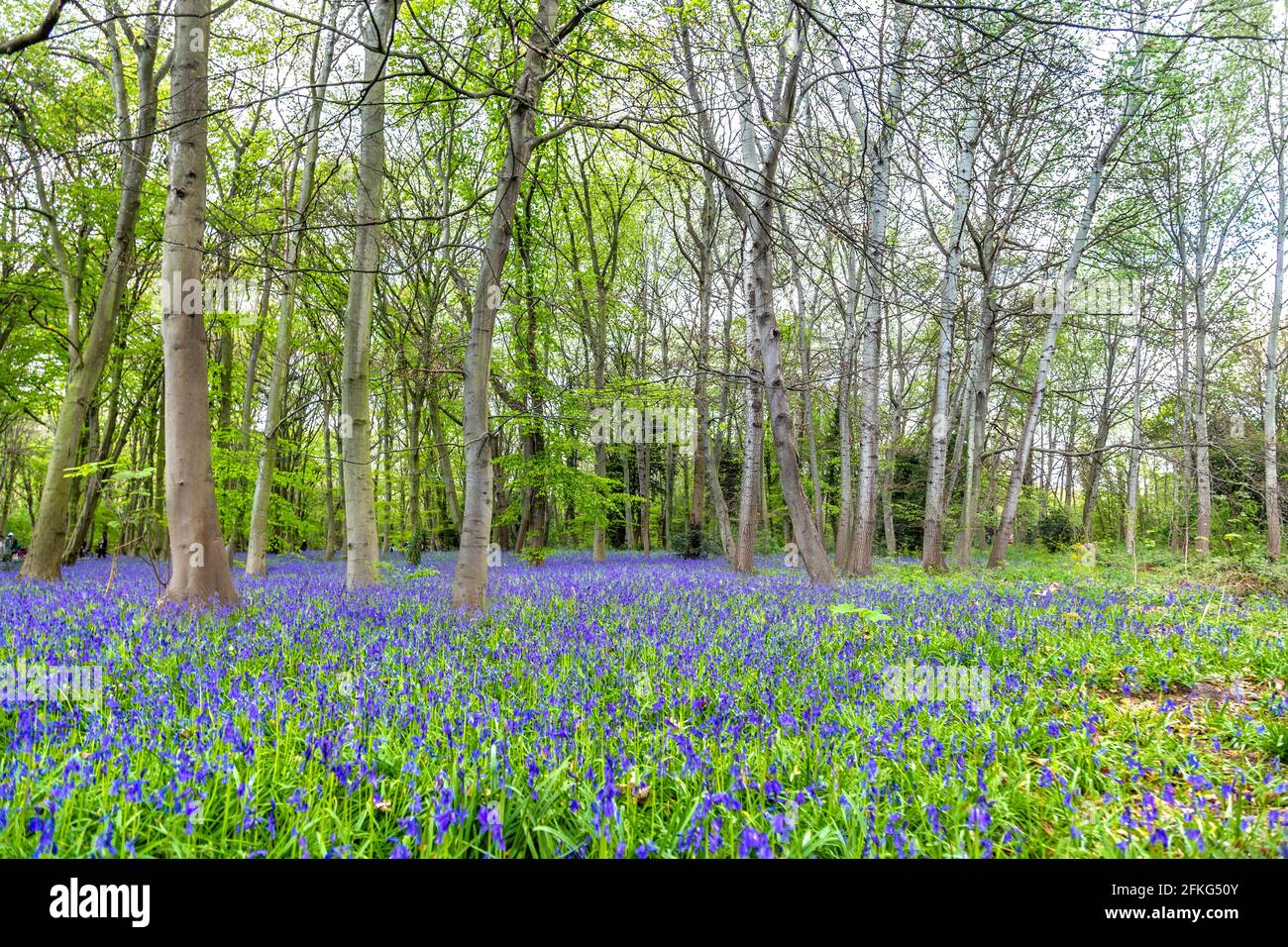 Bluebell blooming season at Chalet Wood in Wanstead Park, London, UK ...