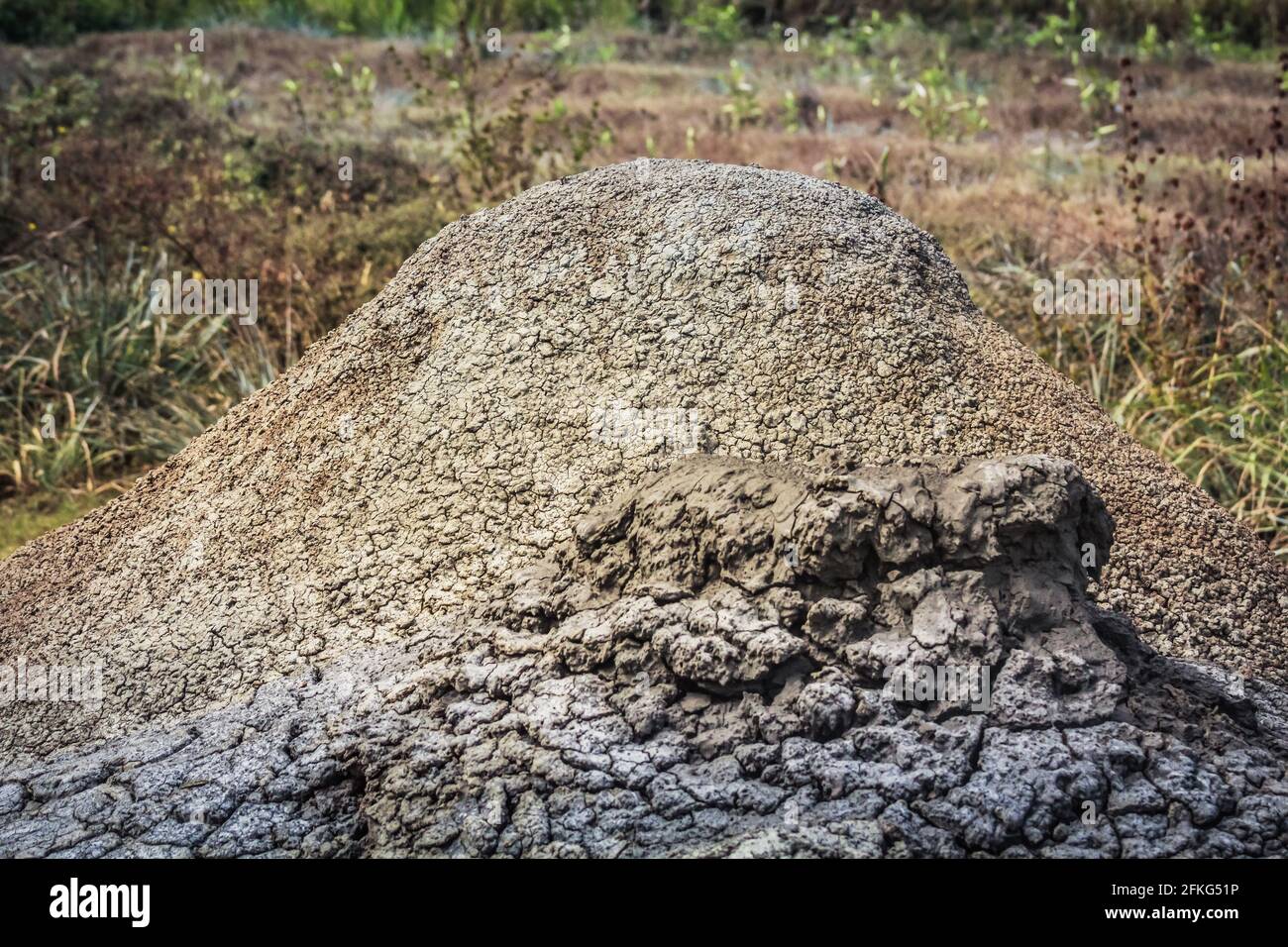 Close up of Mud Volcano in Trinidad and Tobago Stock Photo - Alamy