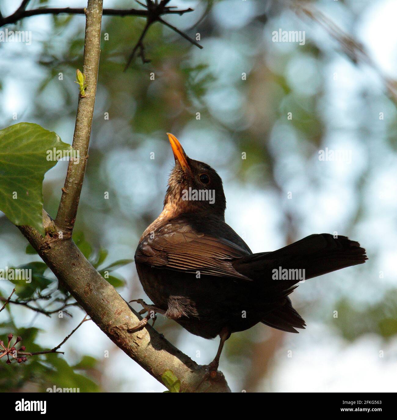 Blackbird bird uk flight hi-res stock photography and images - Alamy