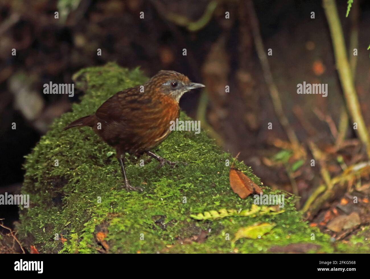 Rusty-breasted Wren-babbler (Turdinus rufipectus) adult perched on ...