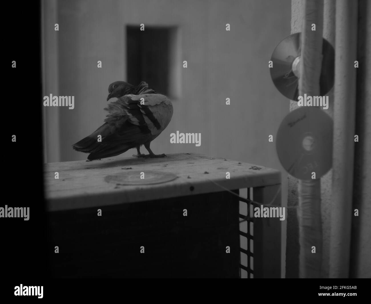 Black wings resting Black and White Stock Photos & Images - Alamy