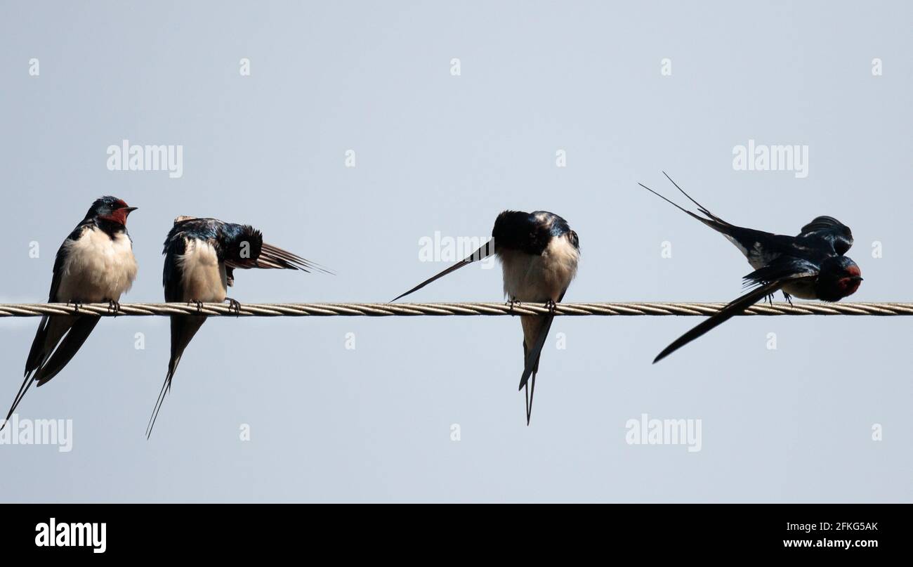 Swallows flying ireland hi-res stock photography and images - Alamy