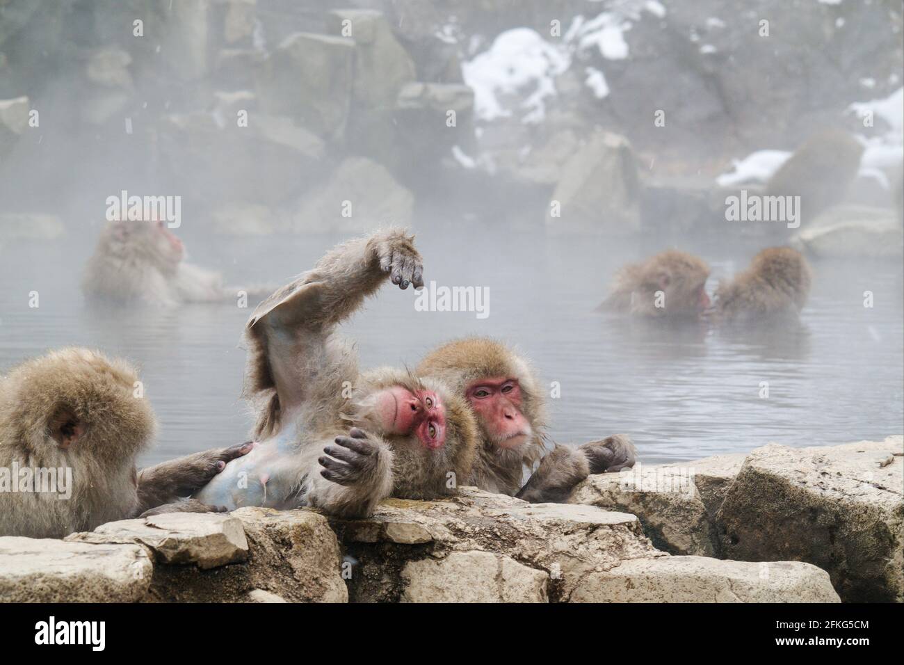 Show monkeys in the hot springs of Jigokudani Stock Photo - Alamy