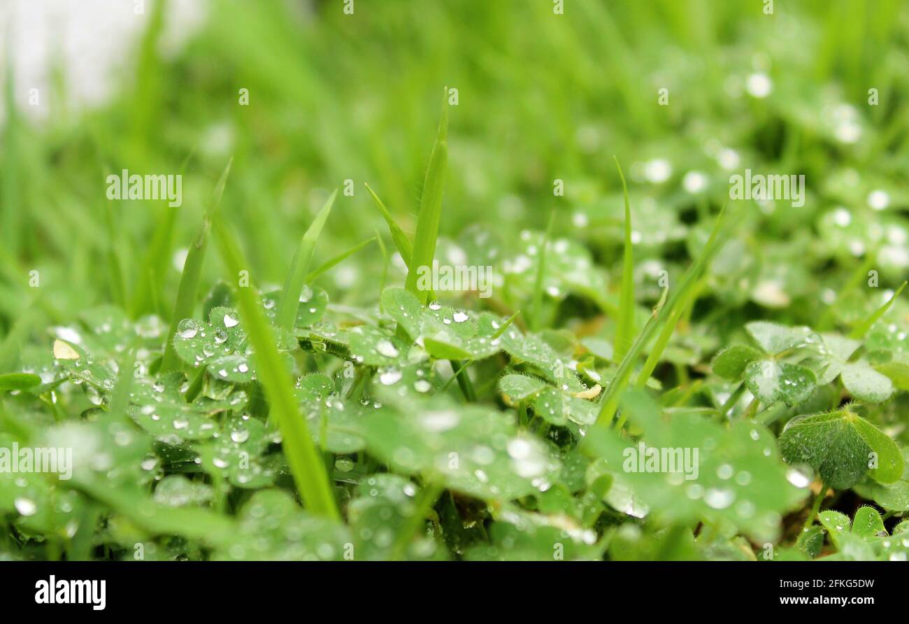 grass with water drops Stock Photo - Alamy