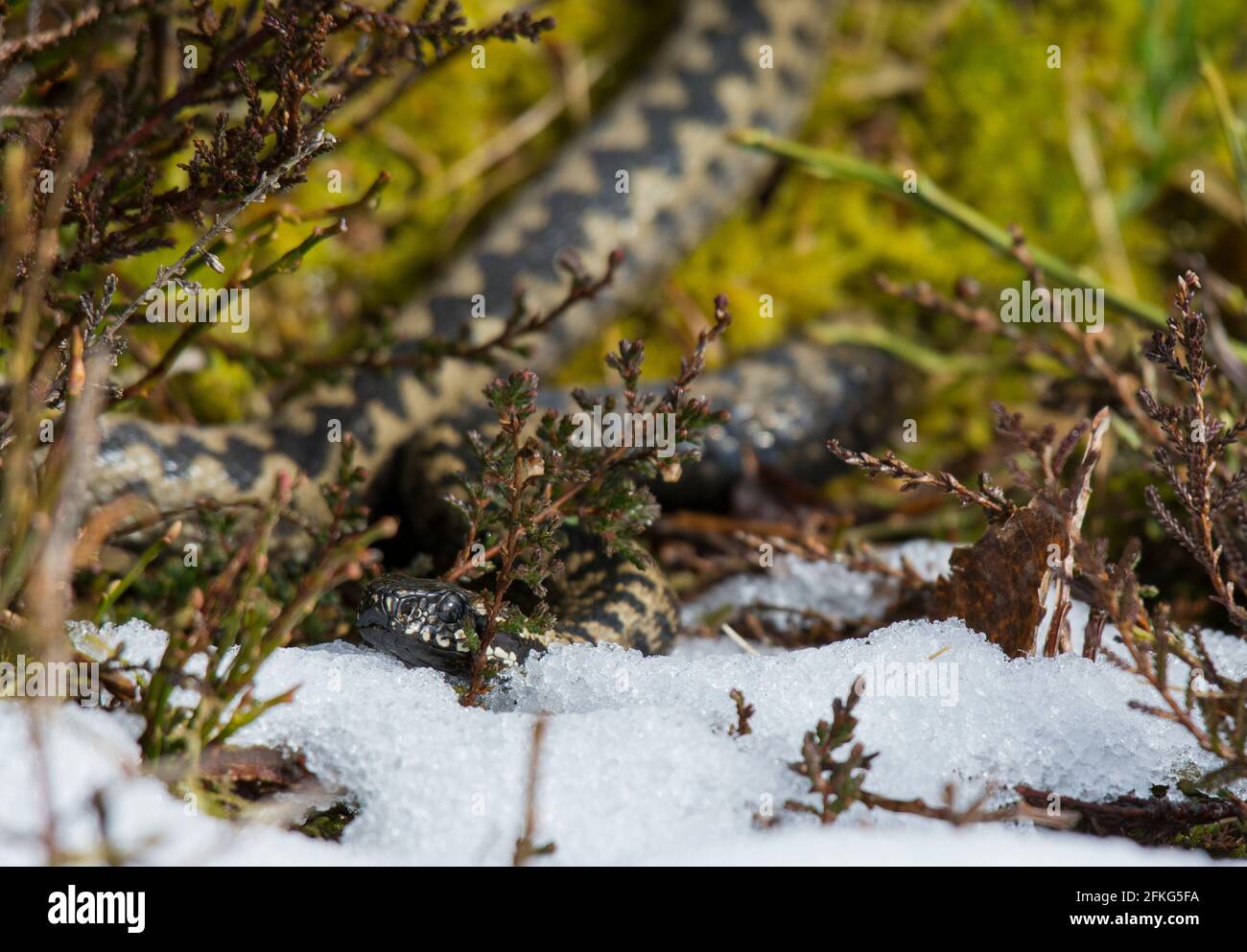 Viper snake snow berus hi-res stock photography and images - Alamy