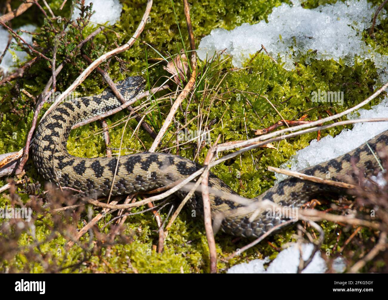 Viper snake snow berus hi-res stock photography and images - Alamy