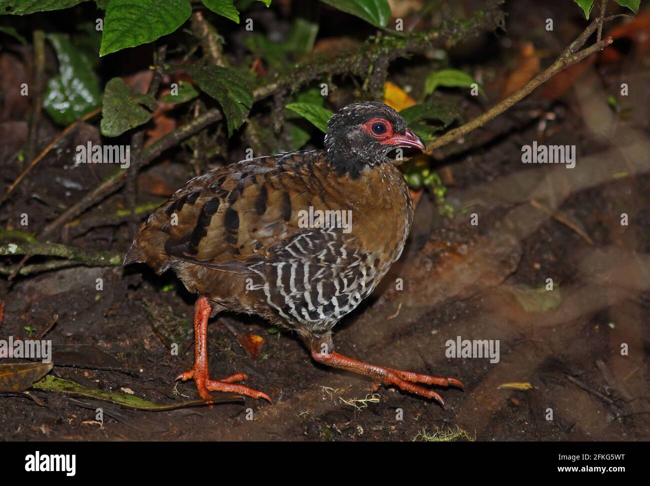Red-billed Partridge (Arborophila rubrirostris) adult walking in forest ...