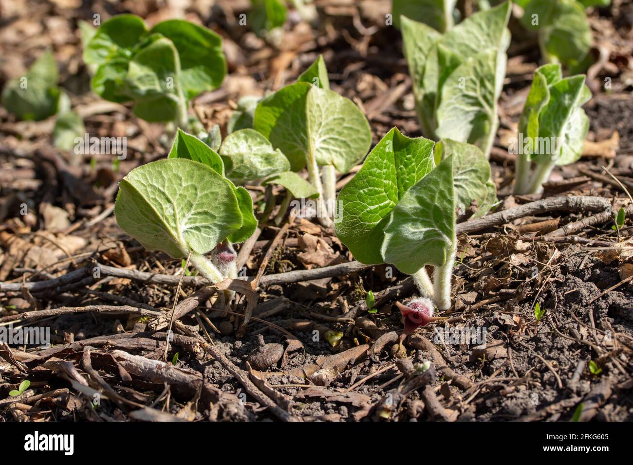 Close up texture background view of the flower on an uncultivated ...