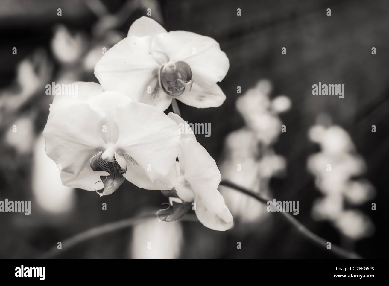 Exotic and delicate orchids in black and white Stock Photo - Alamy