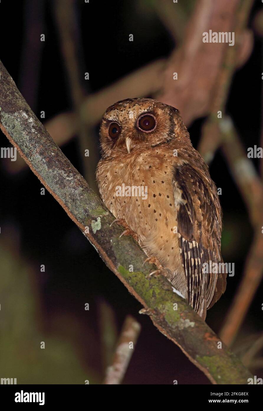 Indonesia scops owl hi-res stock photography and images - Alamy
