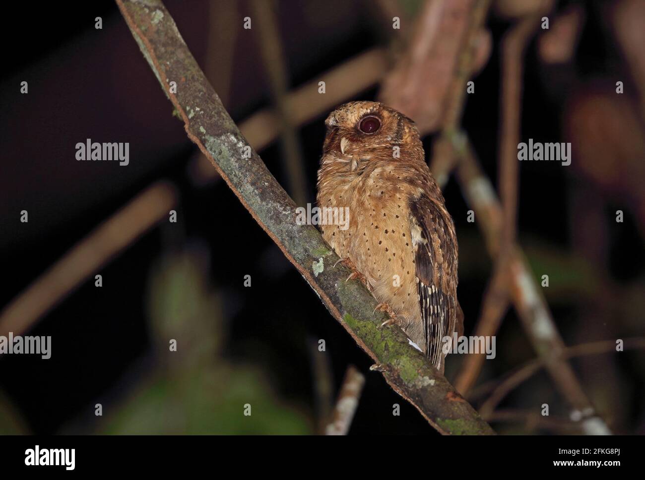 Indonesia scops owl hi-res stock photography and images - Alamy