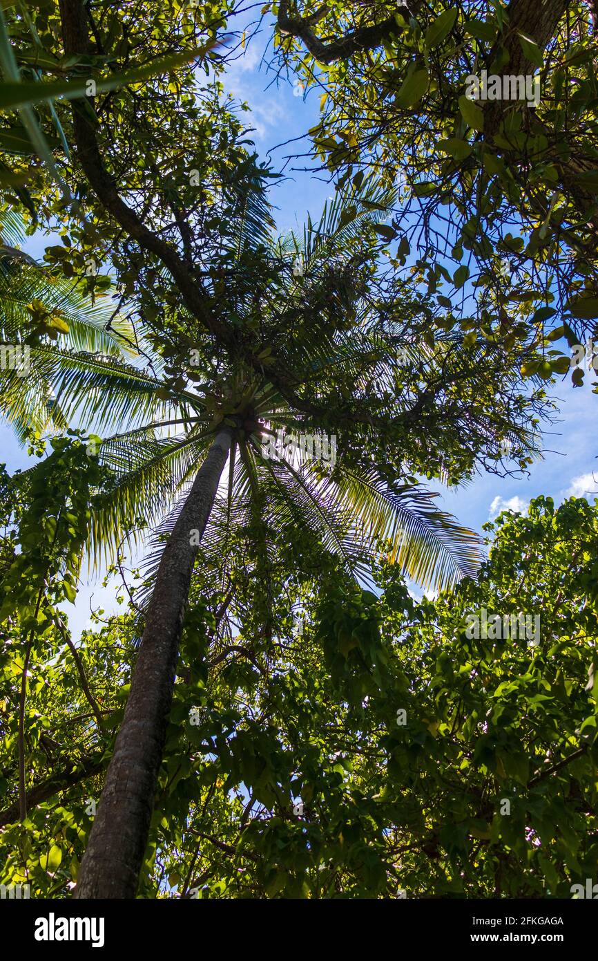 Shot of a tropical trees Stock Photo - Alamy