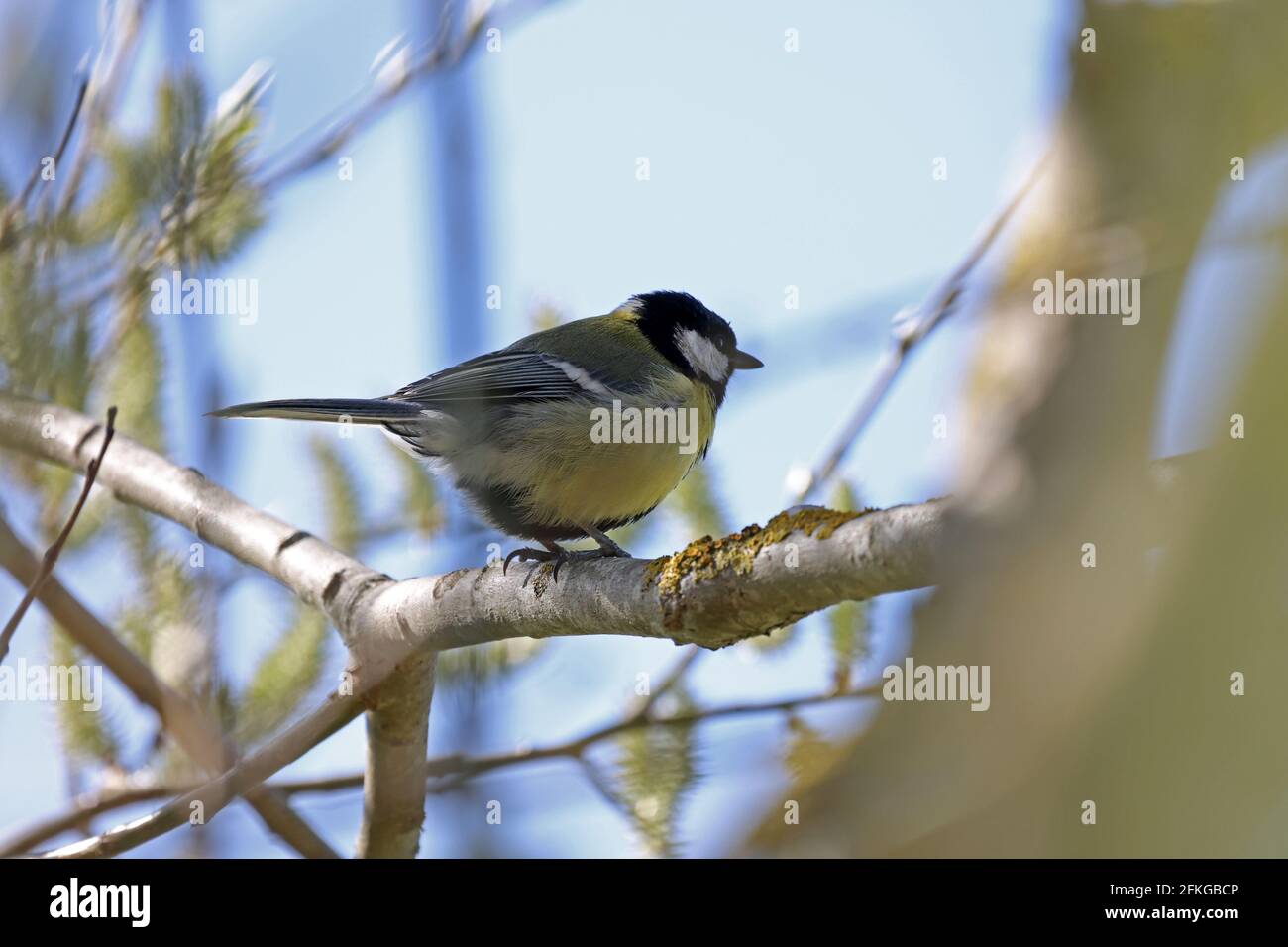 Plain titmouse hi-res stock photography and images - Alamy