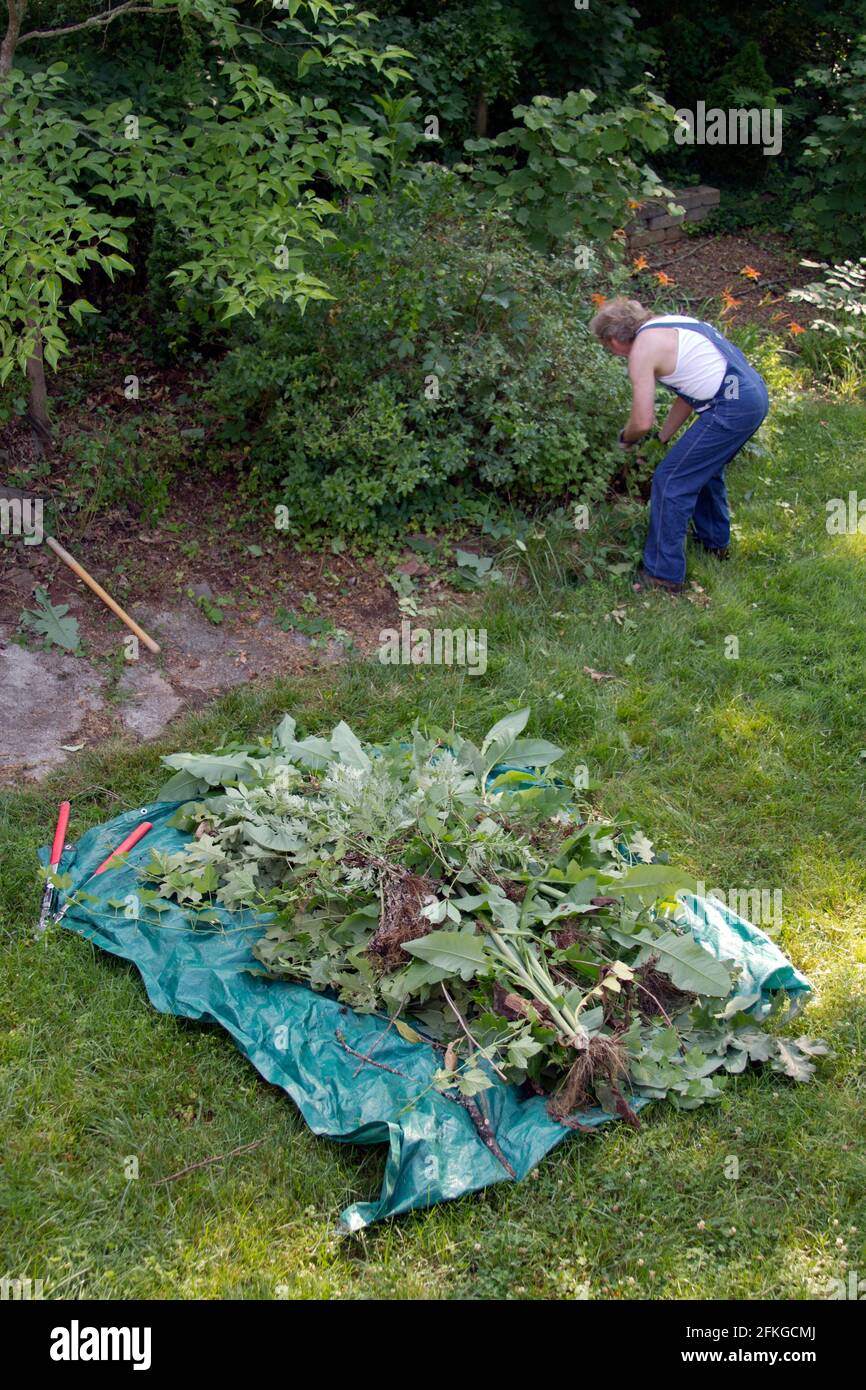 Clearing Out Weeds High Resolution Stock Photography and Images - Alamy