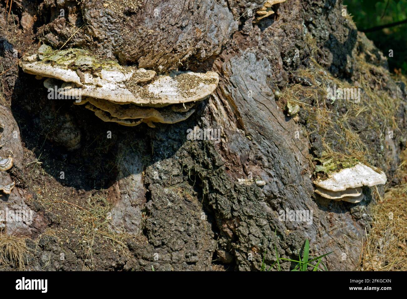 Hastening decomposition hi-res stock photography and images - Alamy
