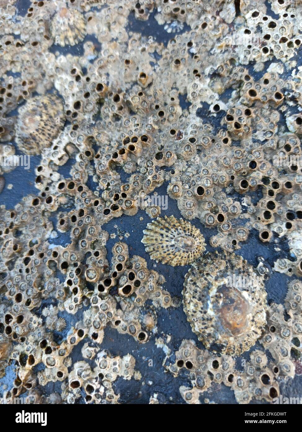 Closeup of seashells and barnacles on a rocky surface in the daylight ...