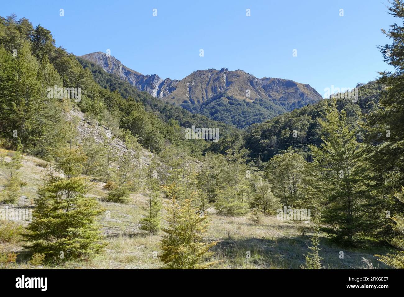 Scenery around the Mount Crichton Loop Track in Otago in New Zealand ...