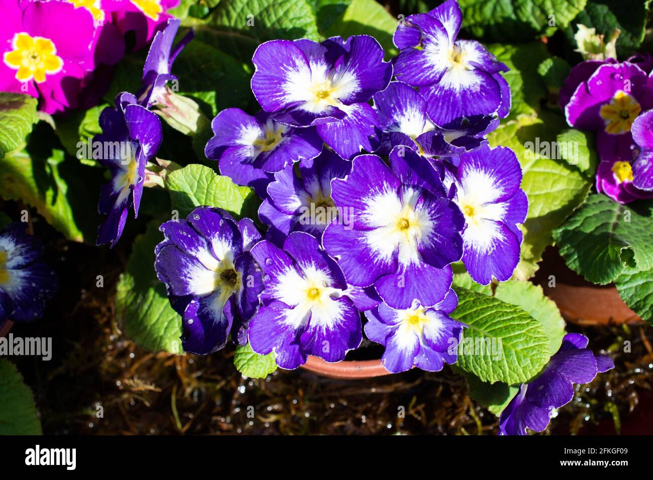 Closeup shot of blue Common Primrose flowers on the botanique garden ...