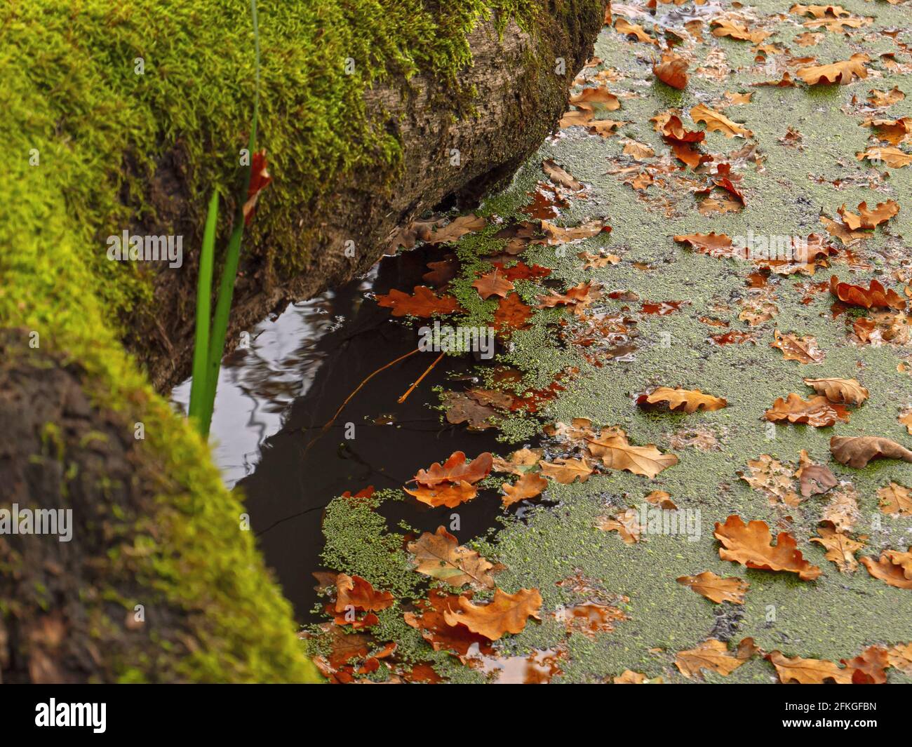Tree and autumn leaves on the mossy water surface Stock Photo - Alamy