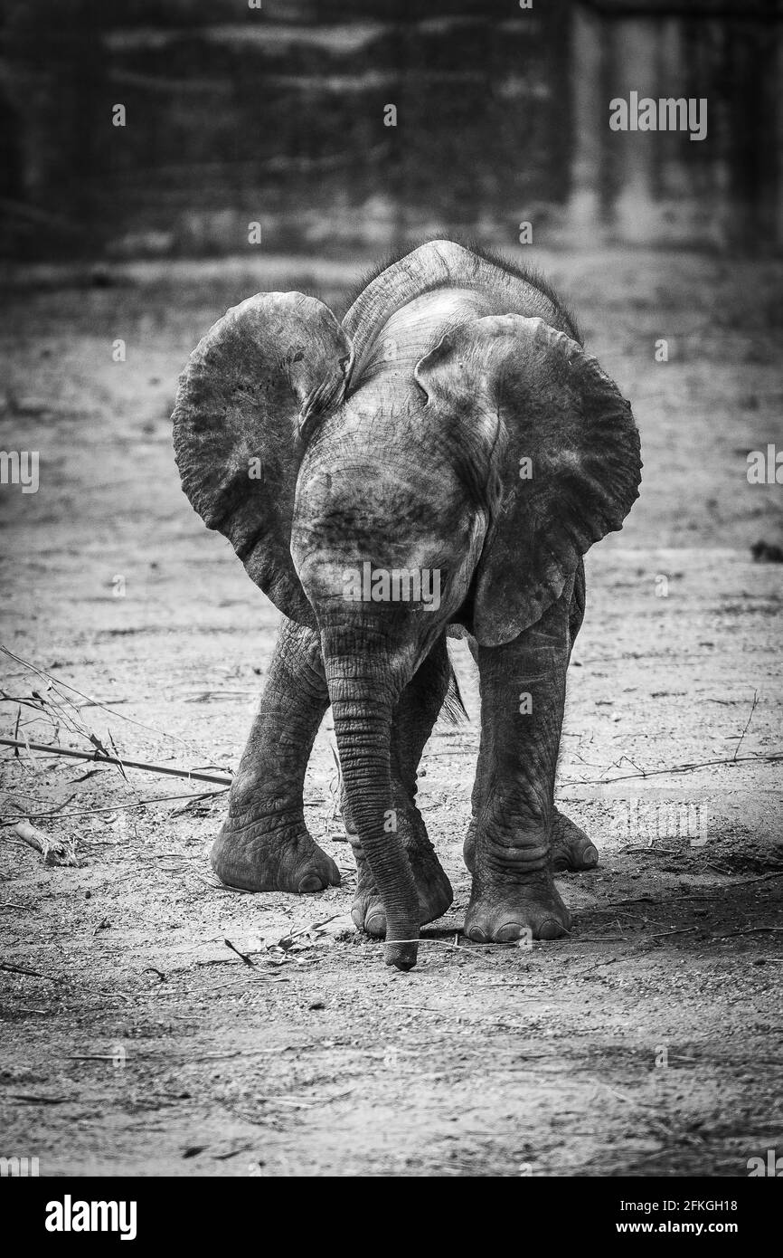 Vertical grayscale shot of a baby elephant in the zoo Stock Photo - Alamy