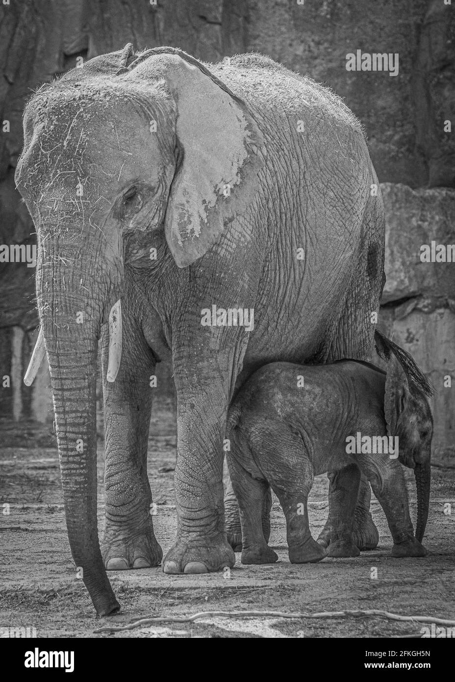 Vertical grayscale shot of a baby elephant with an adult elephant Stock ...