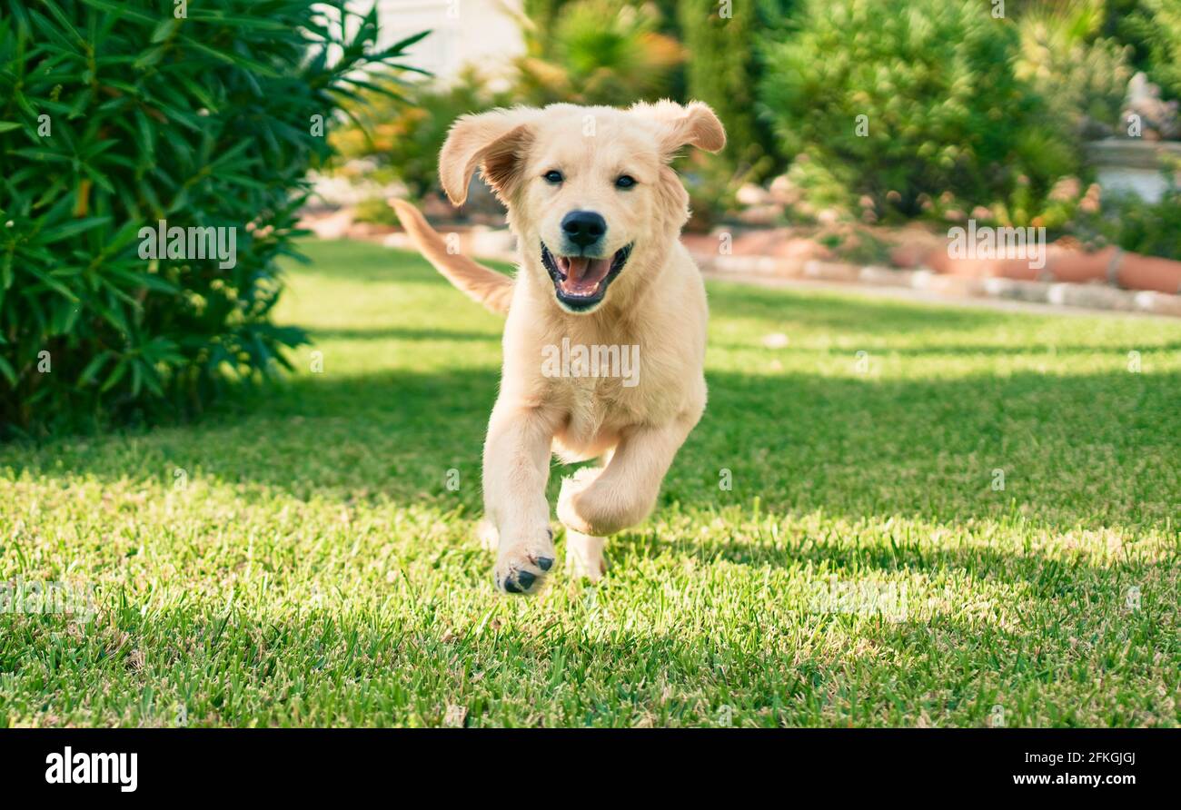 Beautiful and cute golden retriever puppy dog having fun at the park ...