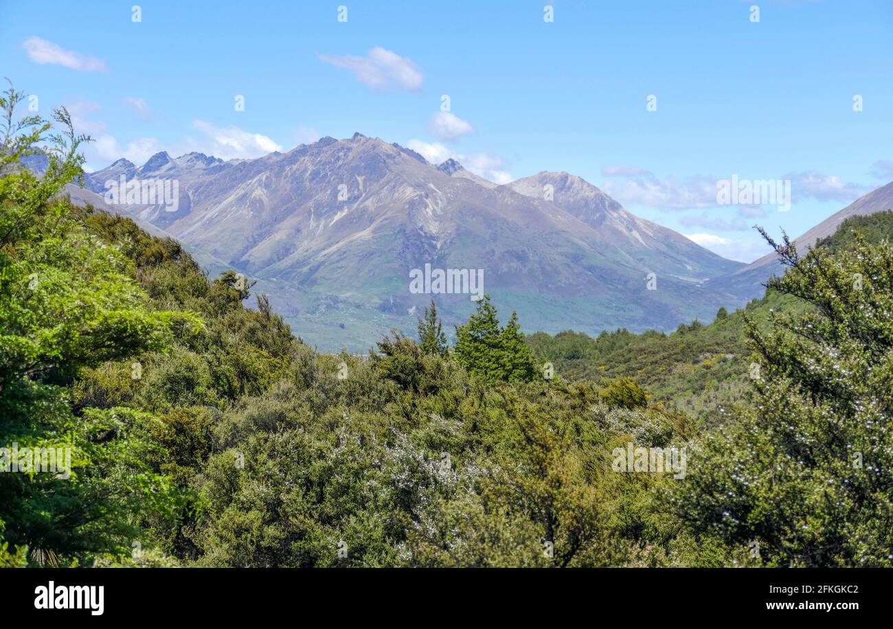 Scenery around the Mount Crichton Loop Track in Otago in New Zealand ...