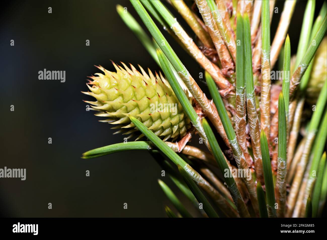 Sprouting pinecone hi-res stock photography and images - Alamy