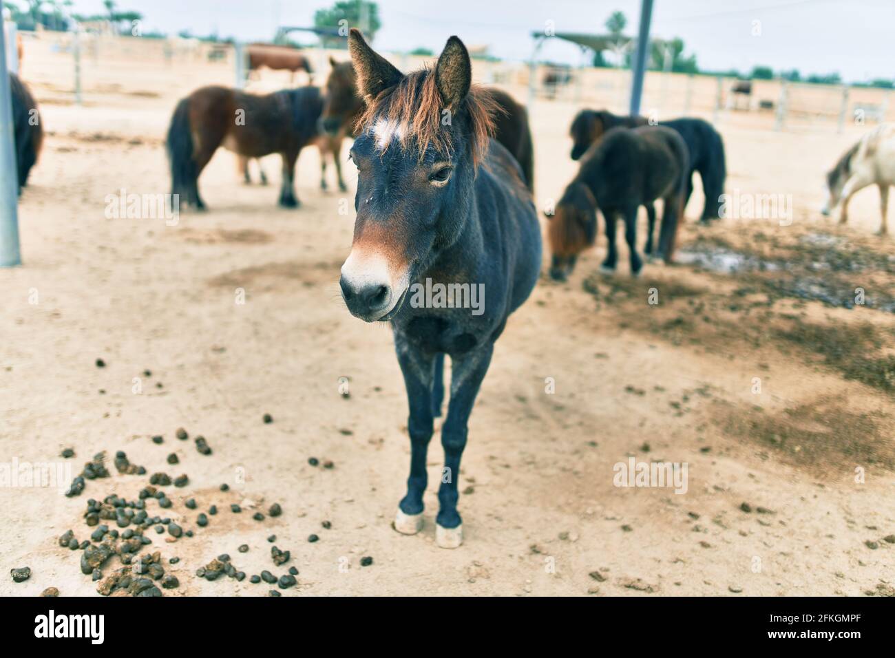 Ponies zoo hi-res stock photography and images - Alamy