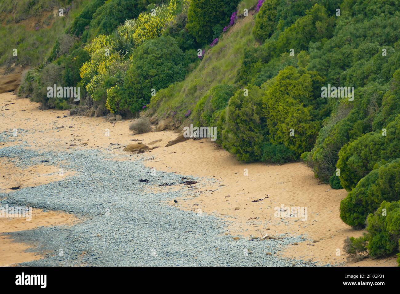 Beach secnery around Oamaru at the South Island of New Zealand Stock ...