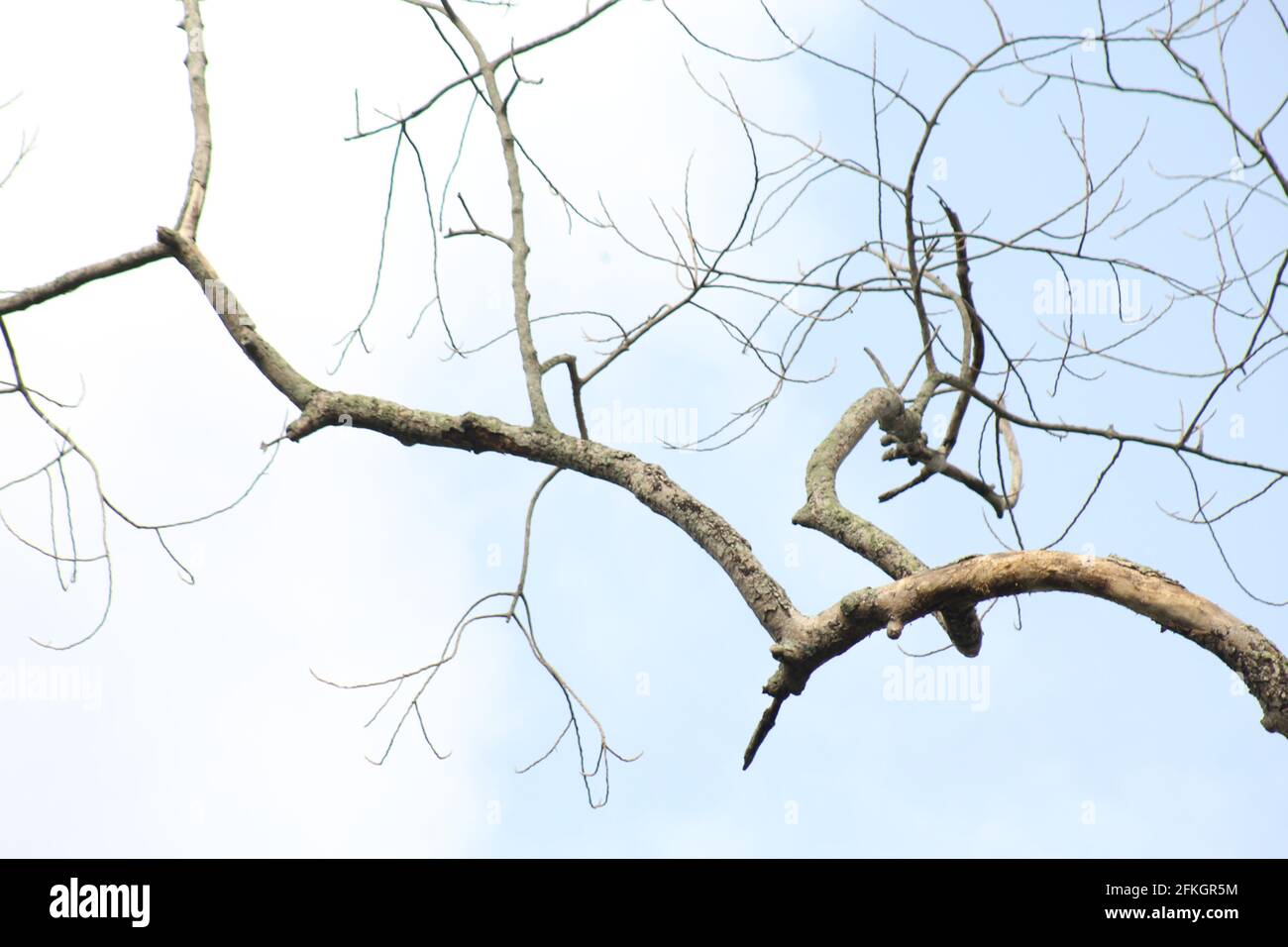 The Branches of a dry tree Stock Photo - Alamy